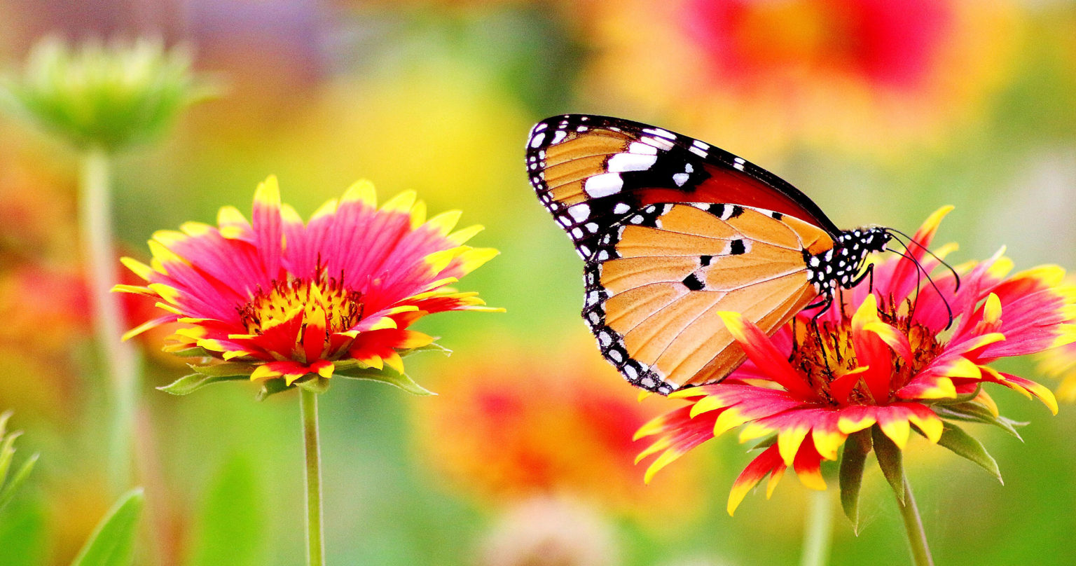 Birds, Bees, Bats and Butterflies – Home in Canada