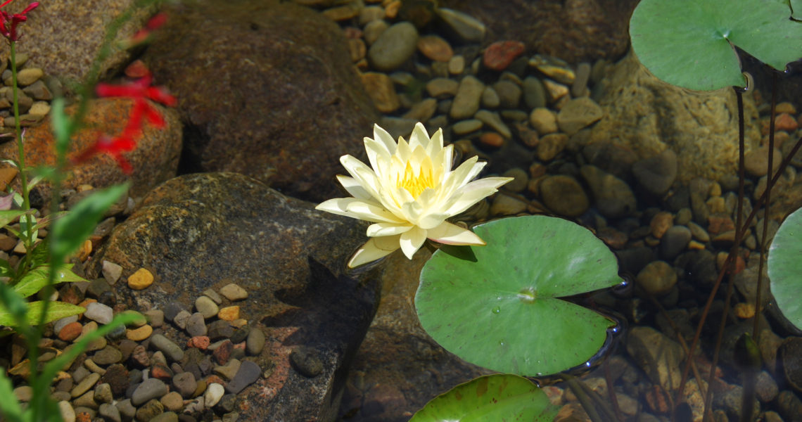 The Wonders of Water – Home in Canada